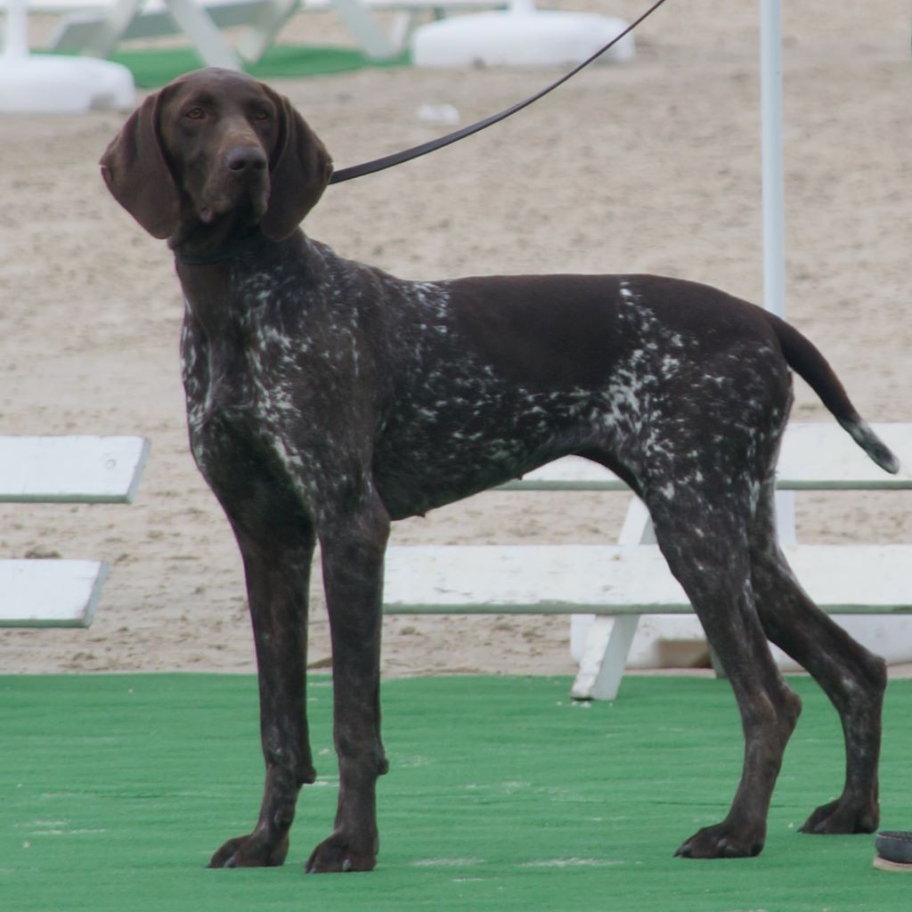 Accueil - Elevage De L'Etoile Royale Du Perche - eleveur de chiens ...